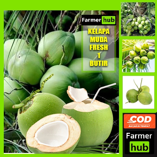 Jual Promo Buah Kelapa Muda Utuh degan Segar per butir farmer hub ...