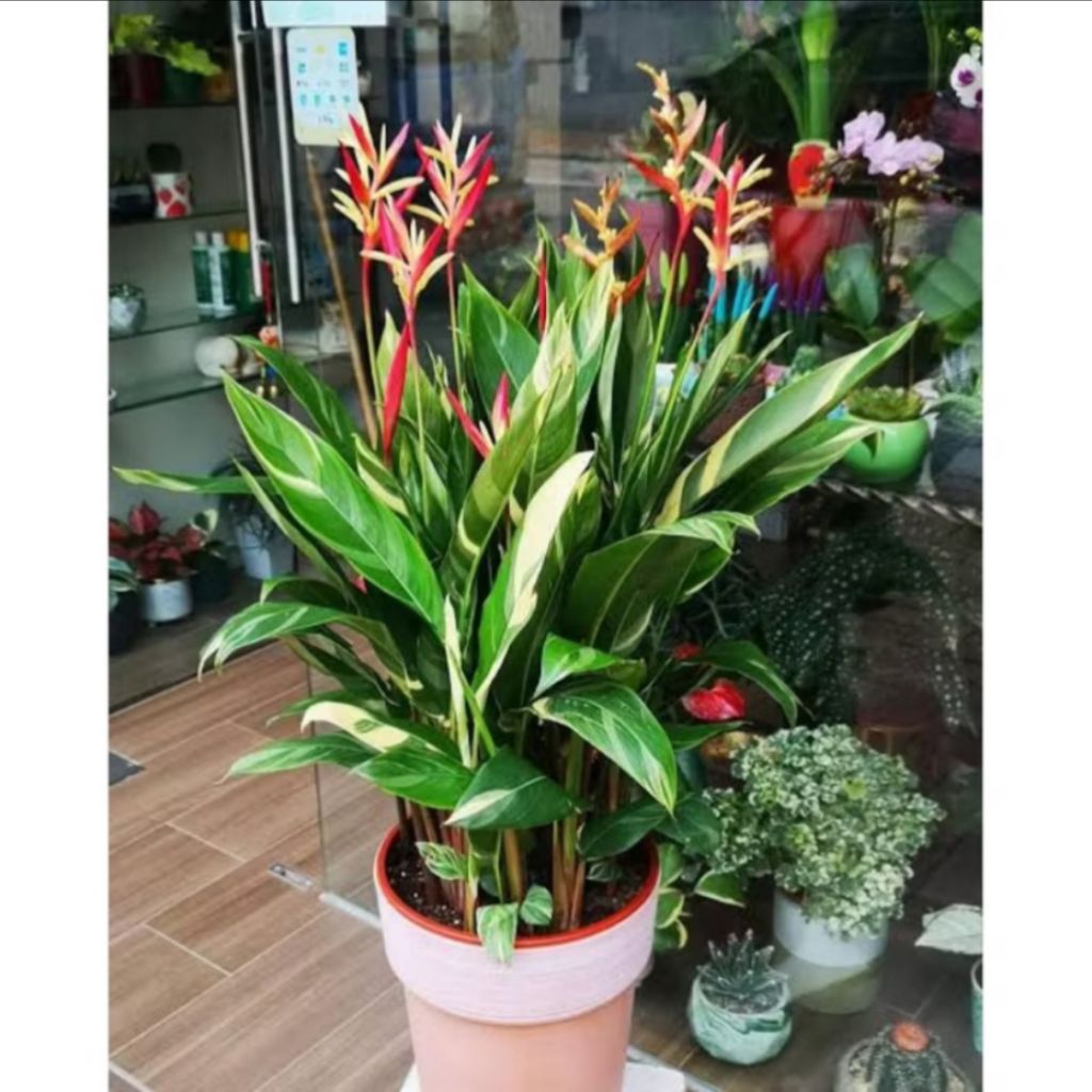 Jual paket 10 pohon helicornia variegata bunga merah | Shopee Indonesia