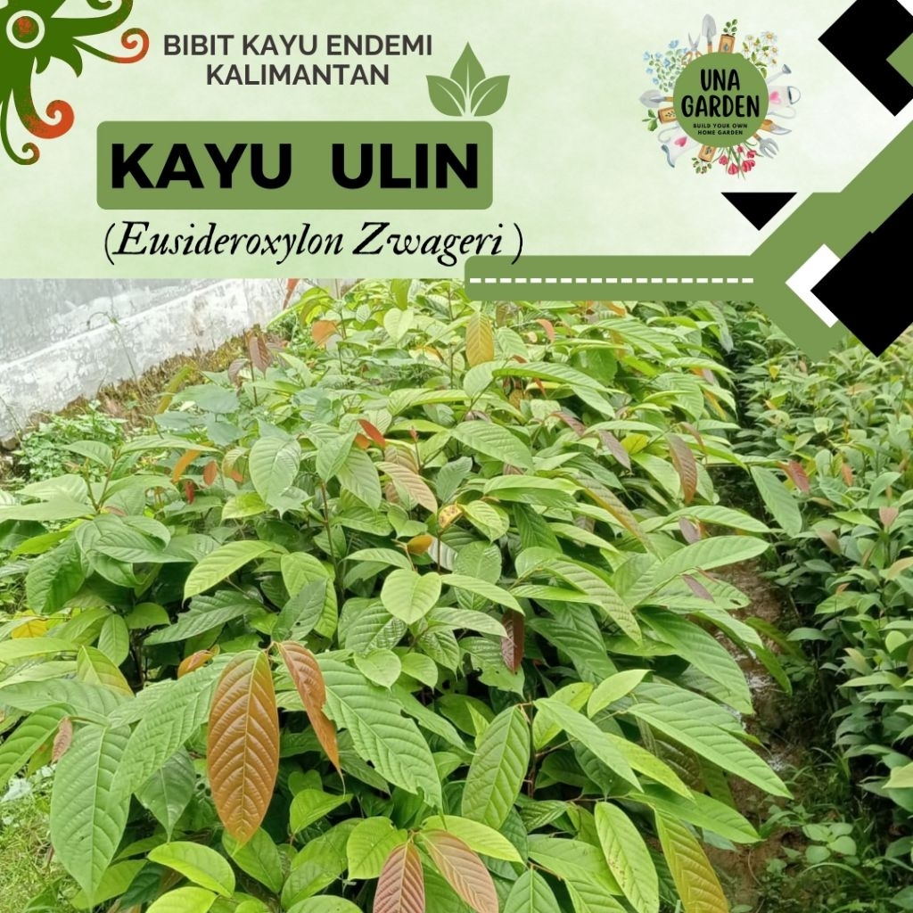Jual Bibit Kayu Ulin ( sebelum co di harapkan membaca deskripsi dulu ya ...