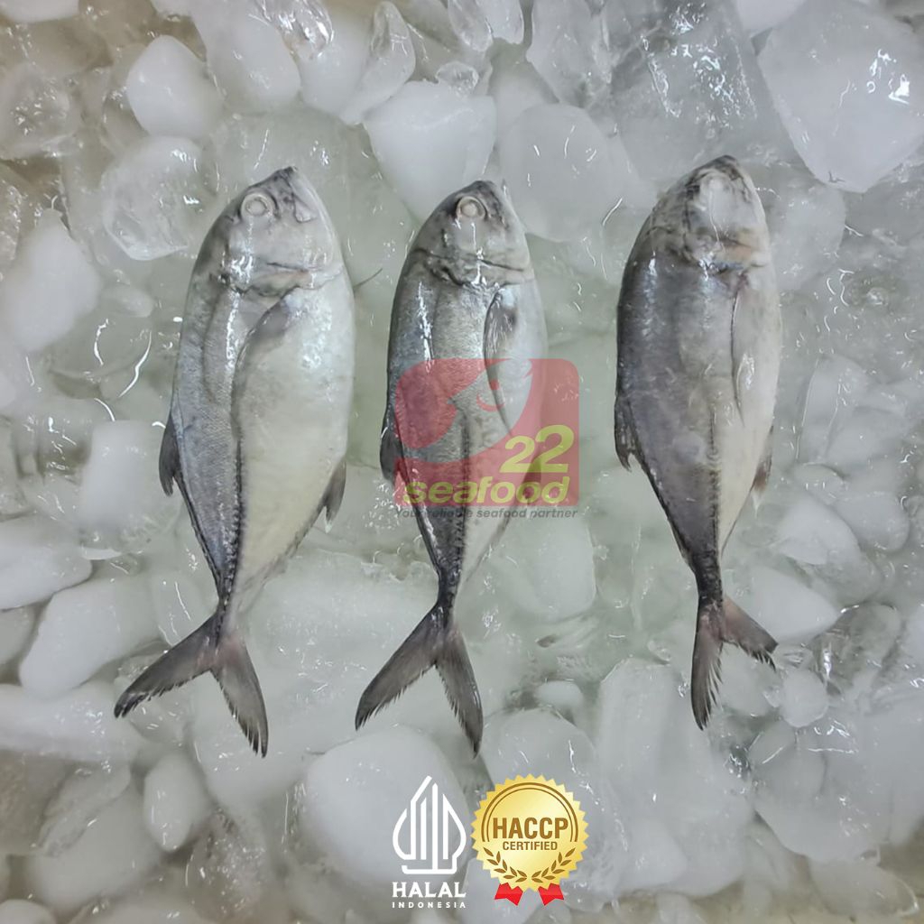 Jual Ikan Kuwe 1 Ekor 500gr / Ikan Kuwe Beku / Seafood22 | Shopee Indonesia