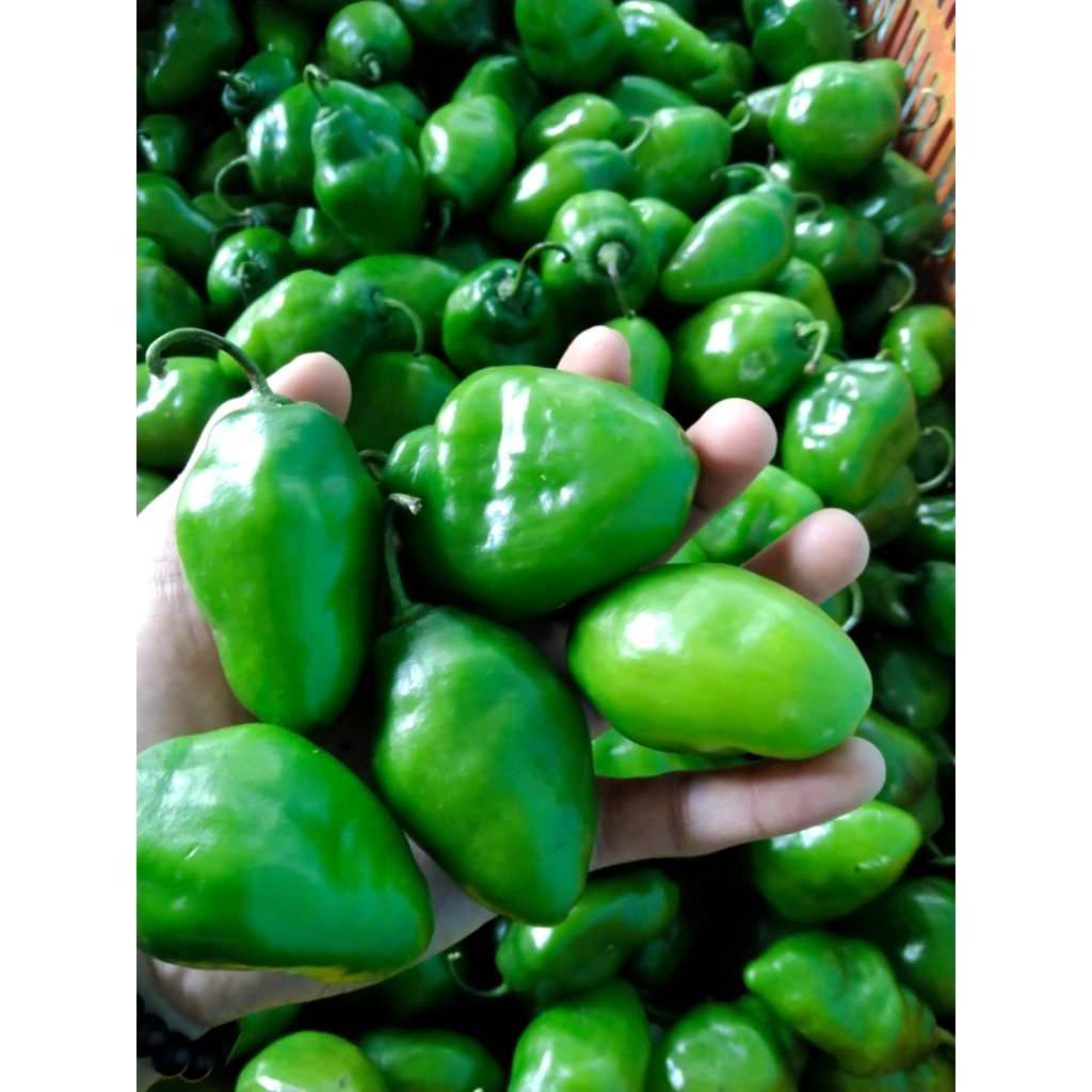 Jual cabe gendot/ cabai bendot fresh 1 kg ukuran besar asli bandung ...