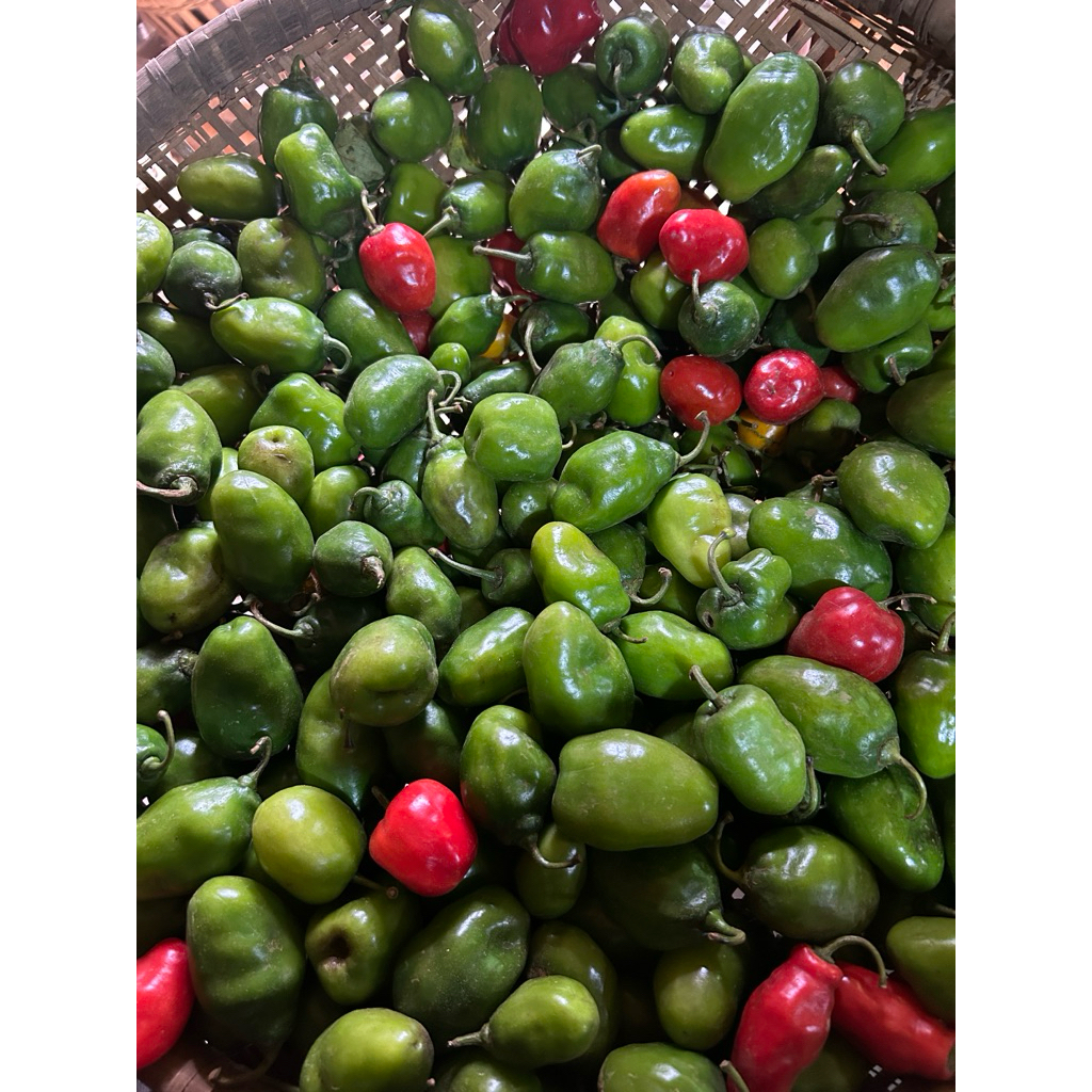 Jual cabai gendot asli dieng (1kg) | Shopee Indonesia