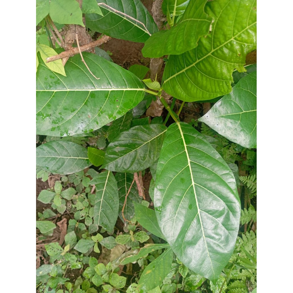 Jual ficus daun awar awar herbal 250gram | Shopee Indonesia