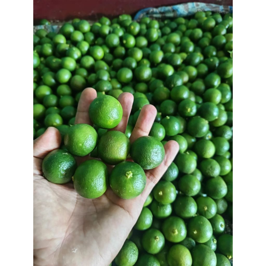 Jual JERUK SONGKIT/KASTURI 1KILO UKURAN SEDANG | Shopee Indonesia