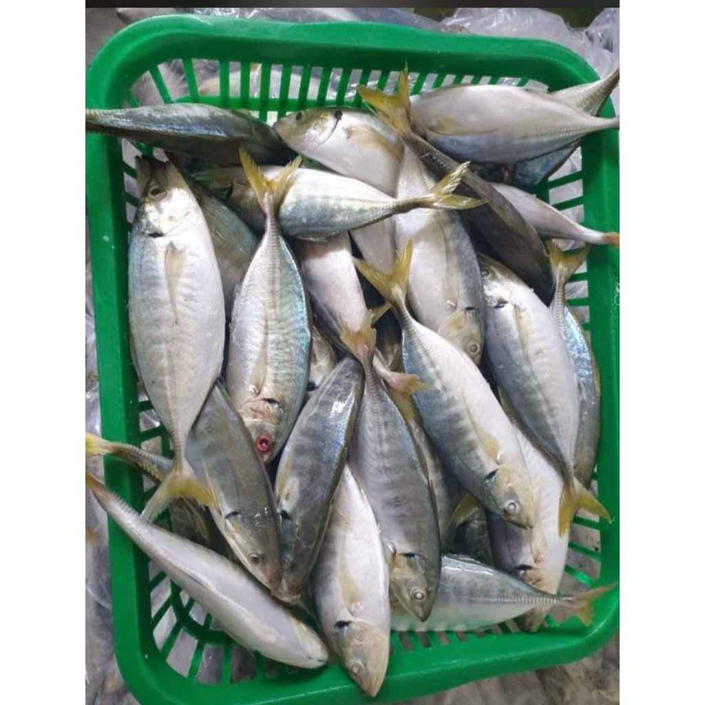 Jual ikan kembung fresh frozen utuh 1kg | Shopee Indonesia