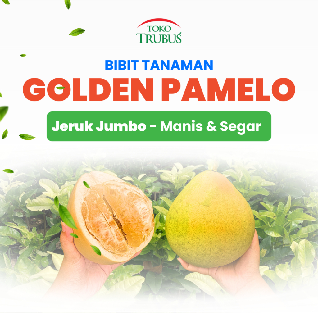 Jual TRUBUS - TANAMAN GOLDEN PAMELO | Shopee Indonesia