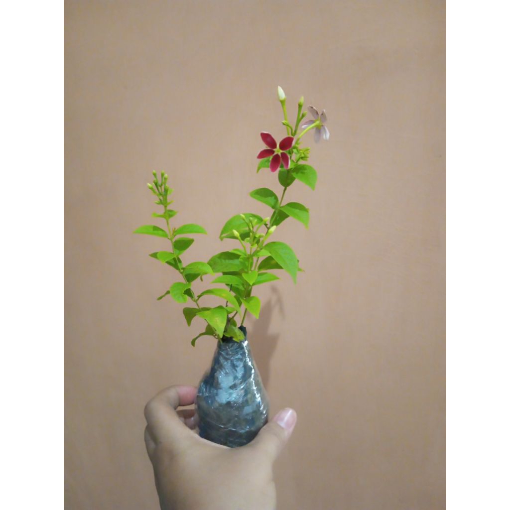 Jual Tanaman bunga melati belanda-tanaman merambat | Shopee Indonesia