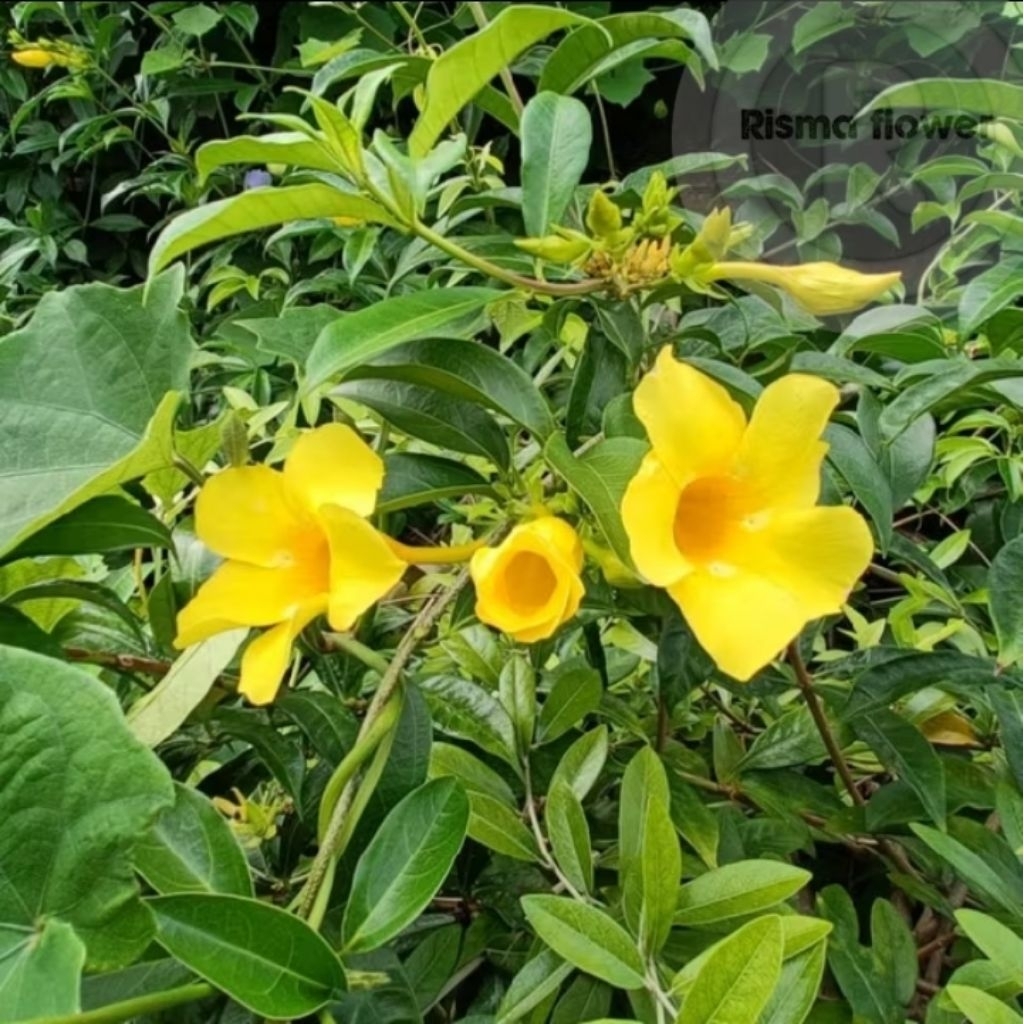 Jual POHON ALAMANDA BUNGA KUNING TINGGI ± 1 METER / TANAMAN HIAS BUNGA ...