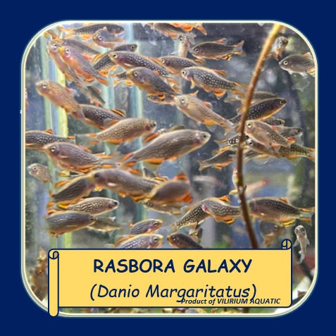 Jual IKAN HIAS AIR TAWAR - RASBORA GALAXY / GALAXY RASBORA / DANIO ...