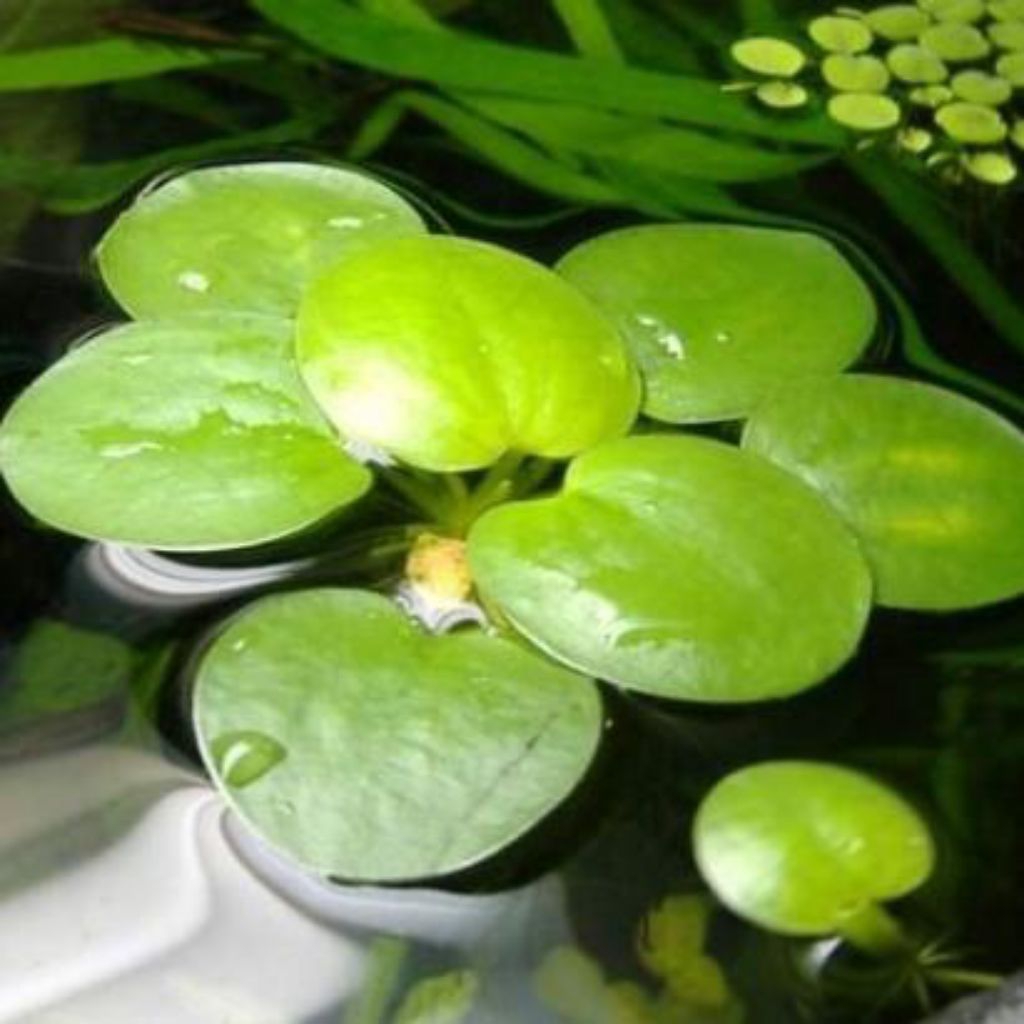 Jual Tanaman Air Apung Frogbit Amazon - Menyerap Amoniak, Menjaga ...