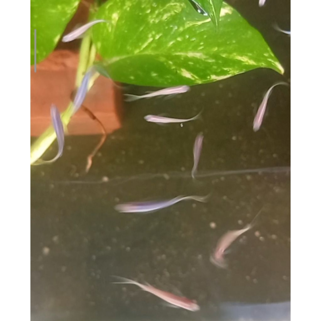 Jual hiasan aquarium danio slayer seperti guppy hias | Shopee Indonesia