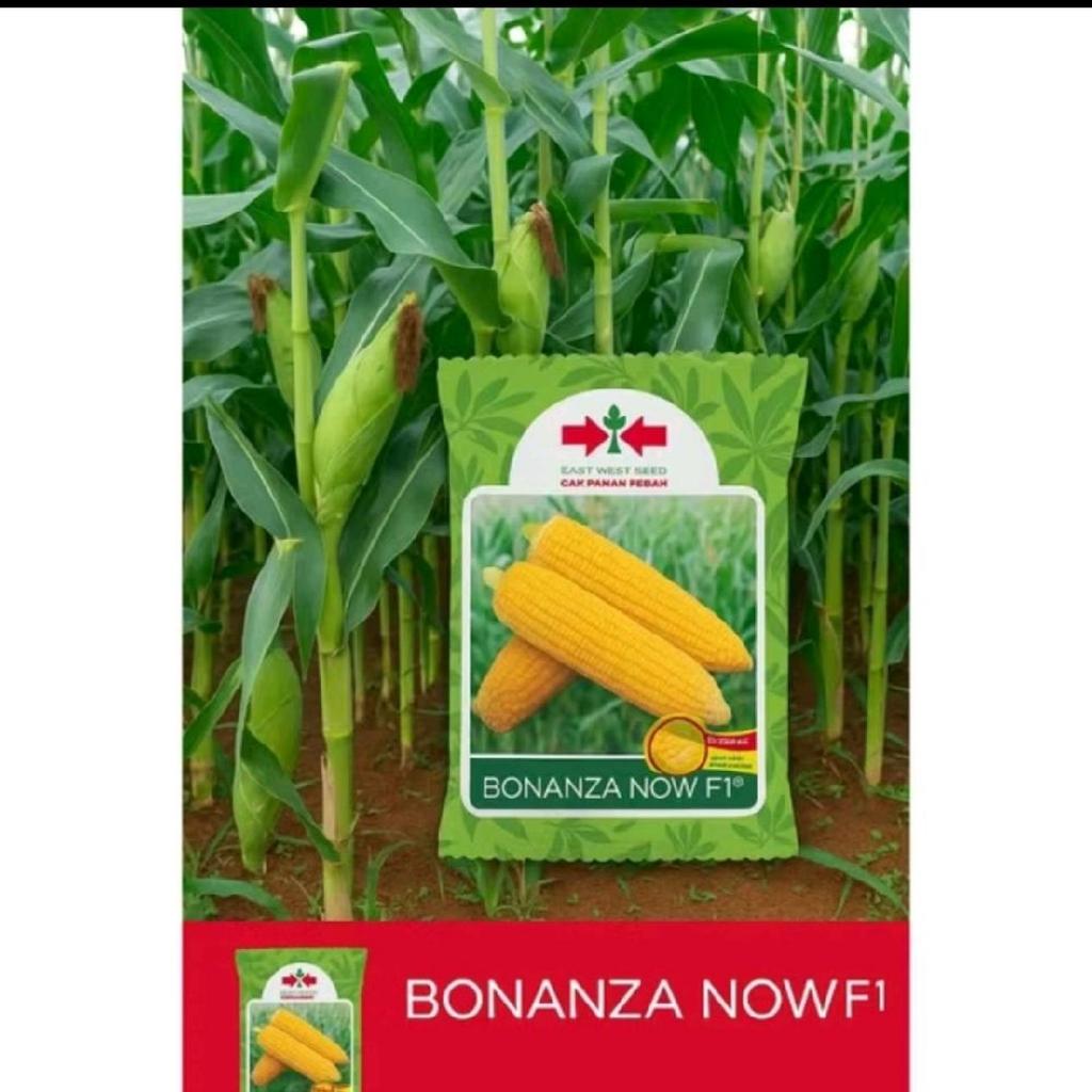 Jual PROMO MENARIK>>> Benih Jagung Manis Bonanza Now F1 isi 1800 Butir ...