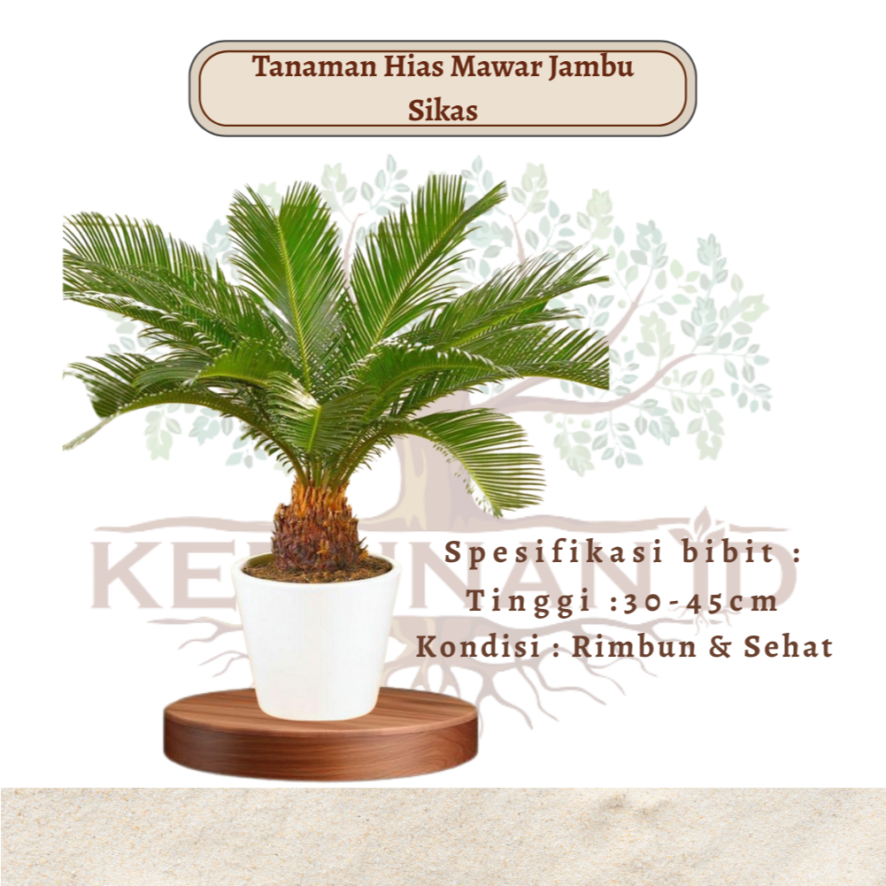 Jual Tanaman Hias Mawar Jambe Sikas/ Sikas Kondisi Rimbun | Shopee ...