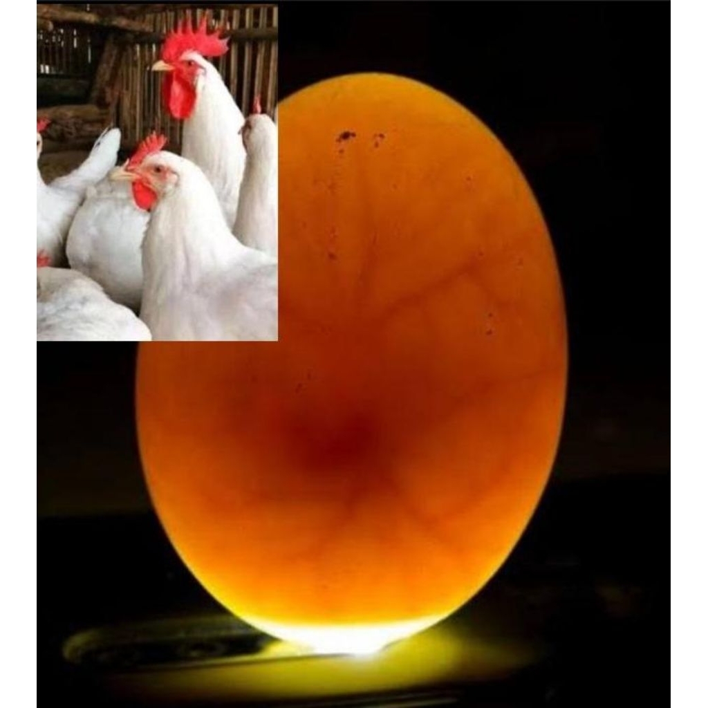 Jual PAKET TELUR FERTIL AYAM KAMPUNG ELBA/ARAB ISI 30 @ 7000 ...