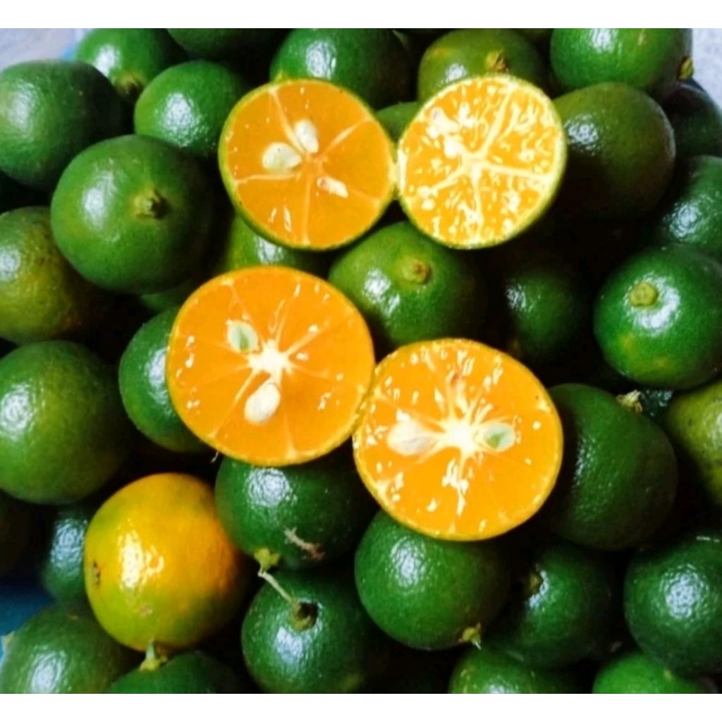 Jual 1 kg jeruk songkit ukuran besar | Shopee Indonesia