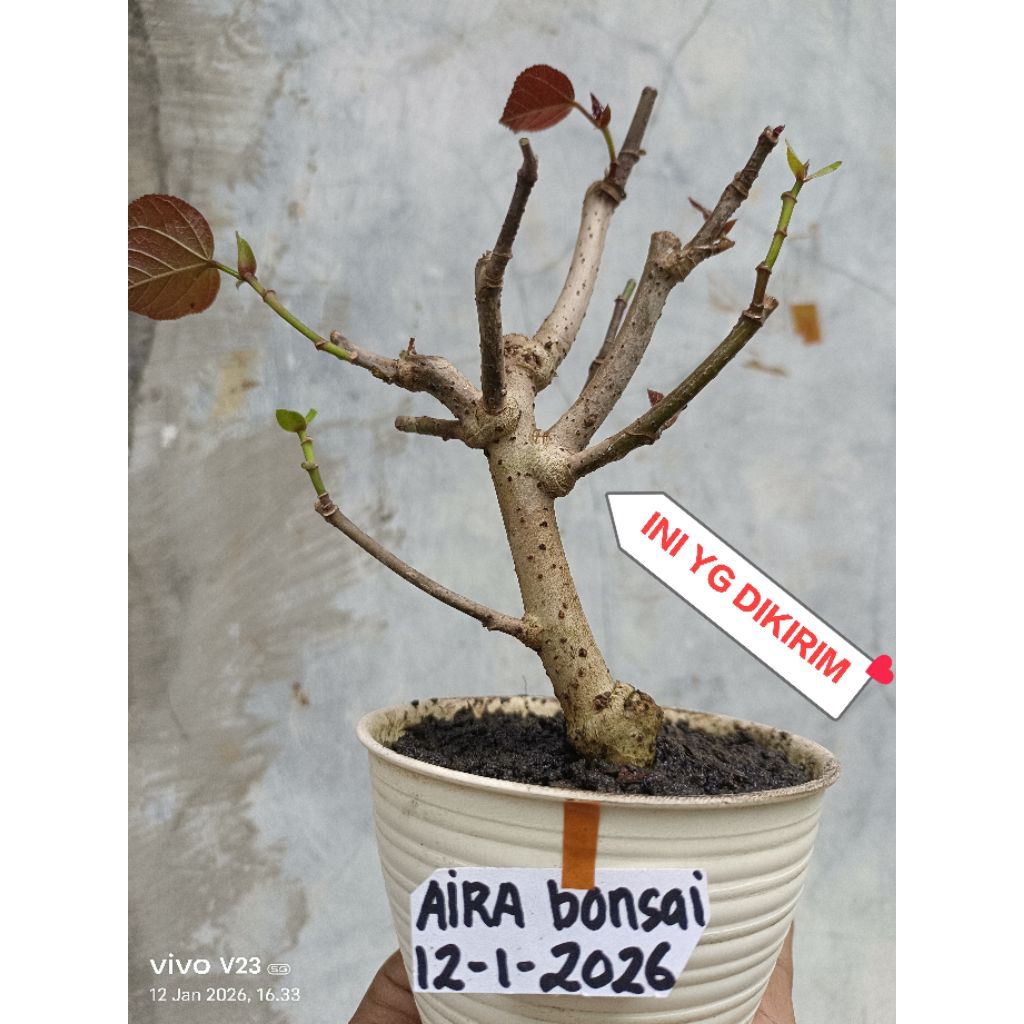 Jual bahan bonsai waru merah the max | Shopee Indonesia