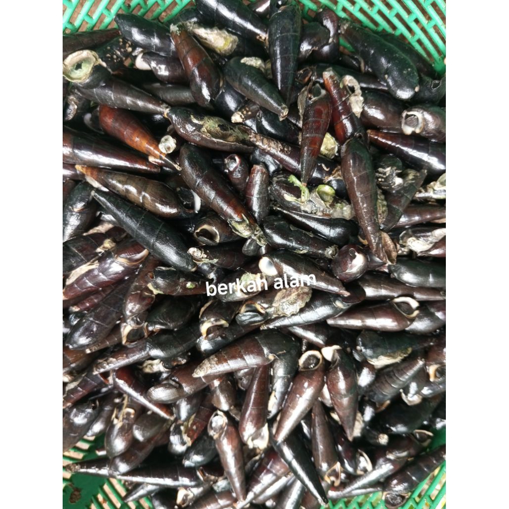 Jual siput laut segar, susuh, langkitang 1 kg | Shopee Indonesia