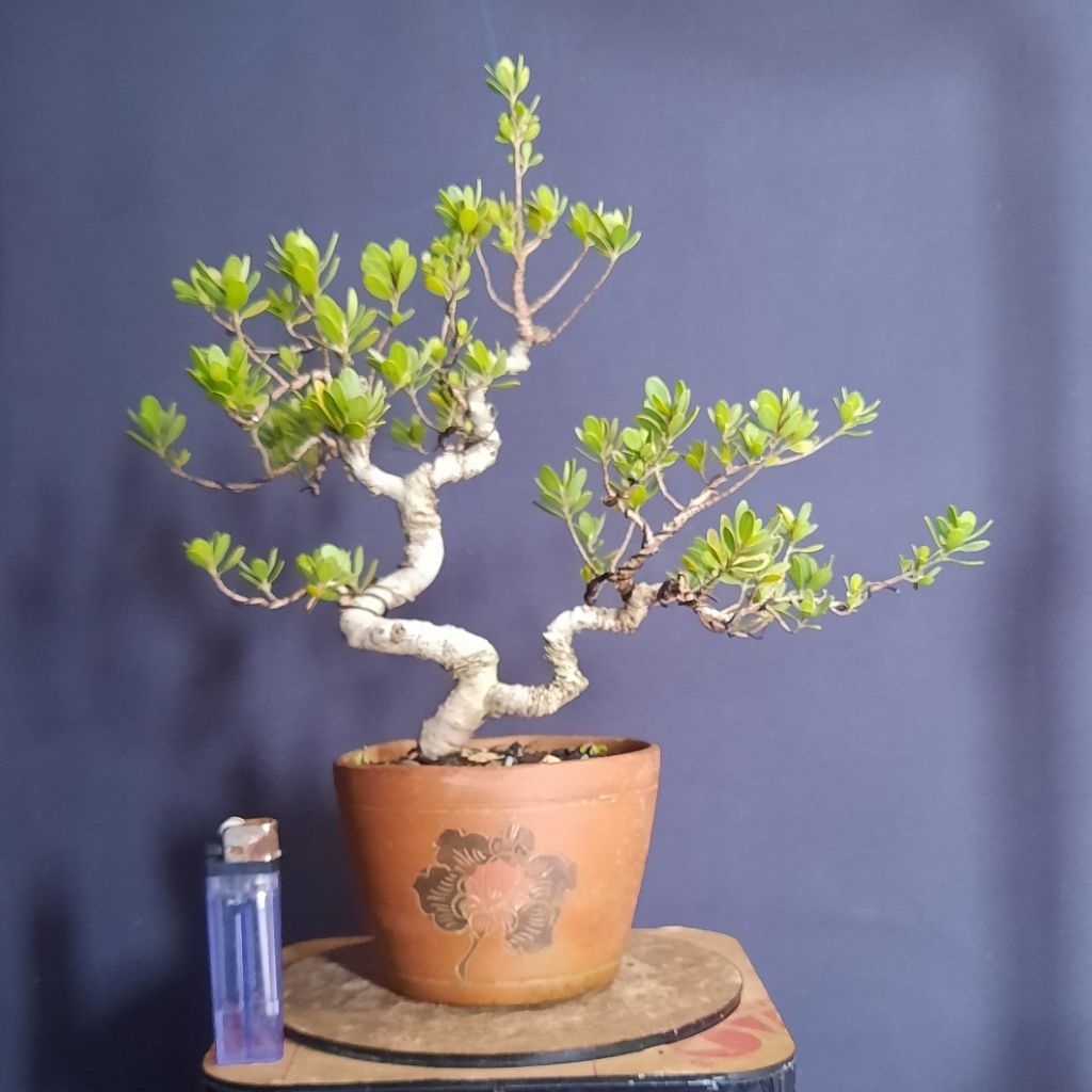 Jual bonsai santigi realpict fullset | Shopee Indonesia