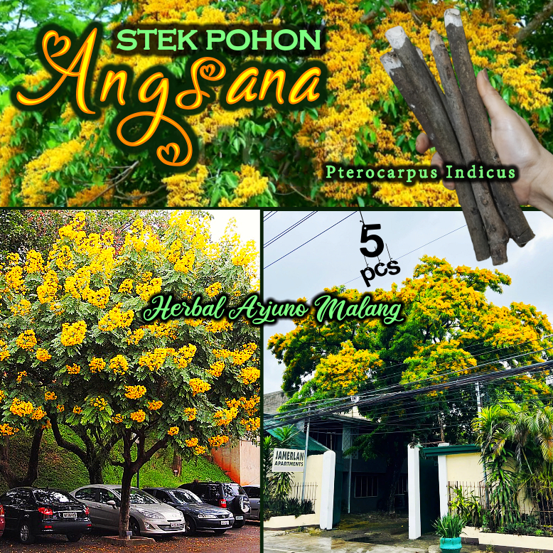 Jual Angsana Stek Batang Tanaman Pohon Sono Kembang Babaksana Burma ...