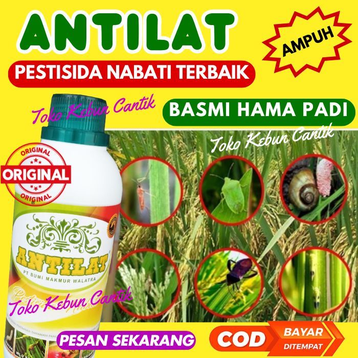 Jual OBAT HAMA ULAT PADI SUNDEP BELUK isi 500 ML ANTILAT Obat Hama Padi ...