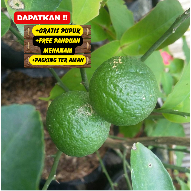 Jual Pohon Jeruk Limo / Limau / Jeruk Sambal Unggul Paling Cepat ...