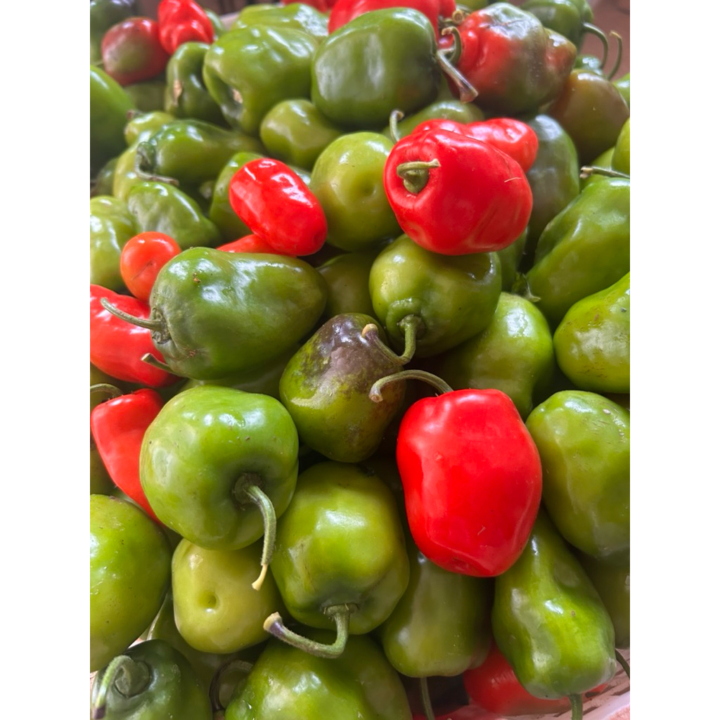 Jual CABAI GENDOT DIENG FRESH 500GR/1KG | Shopee Indonesia