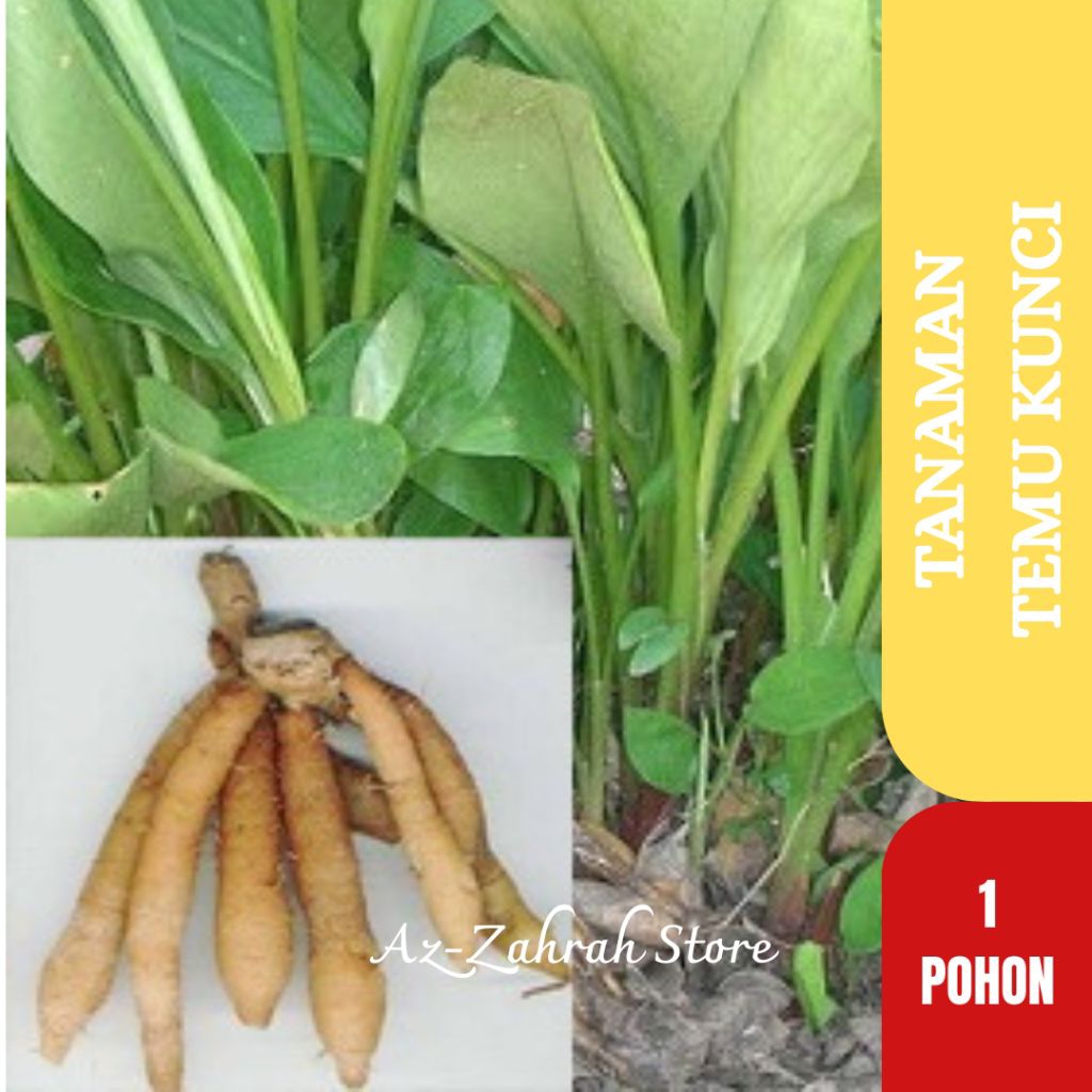 Jual Tanaman Temu Kunci | Bibit Temu Kunci | Pohon Temu Kunci ...
