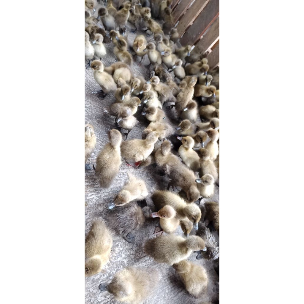 Jual Dod Bebek Petelur Terlengkap & Harga Terbaru Juni 2026 | Shopee ...