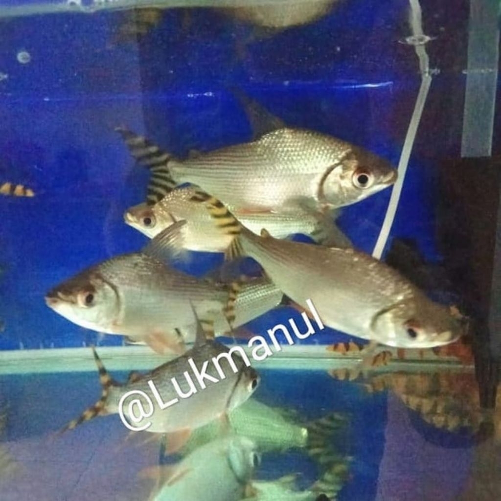 Jual Ikan american flagtail yellow feifeng | Shopee Indonesia