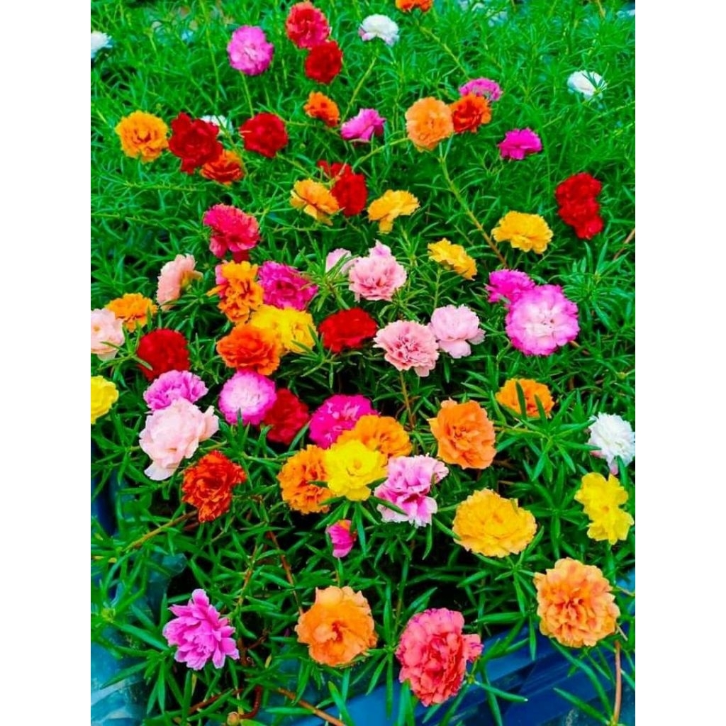 Jual Tanaman Hias Bunga Krokot Mix Warna Warni-Tanaman Hias Bunga Moss ...