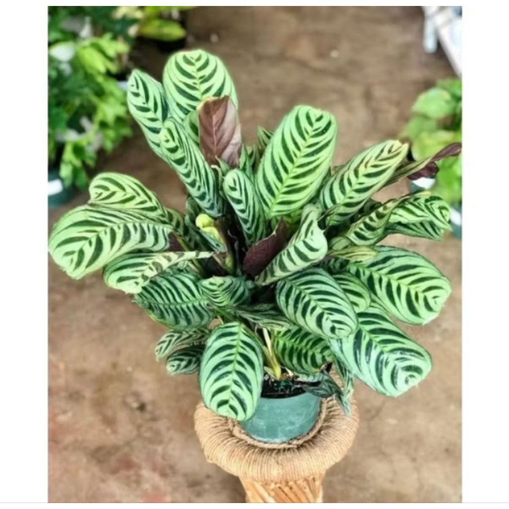 Jual Tanaman hias calathea stromata / pohon calathea sepat segar ...