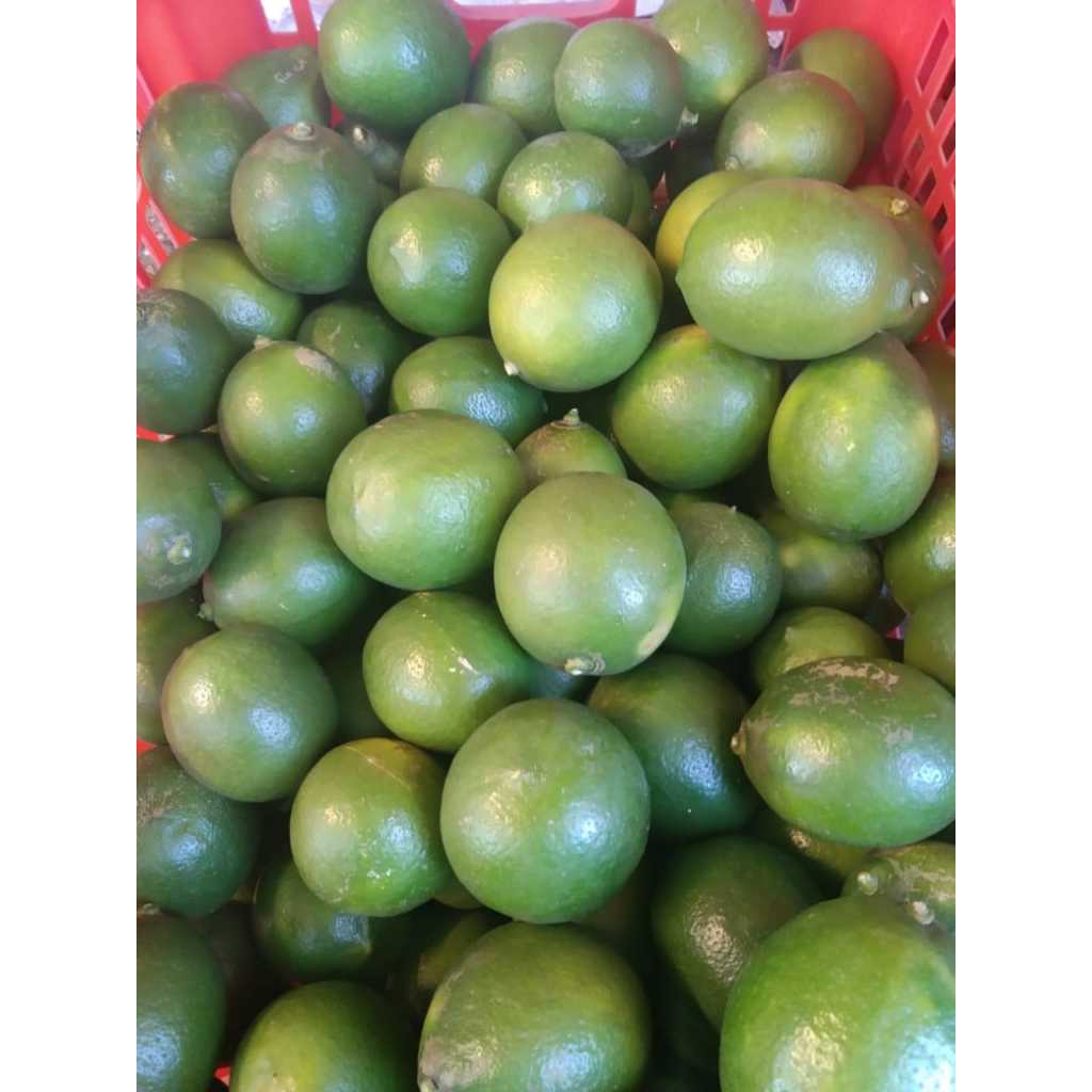 Jual Jeruk Lemon California – Jeruk Lemon Segar Untuk Infused Water 1kg ...