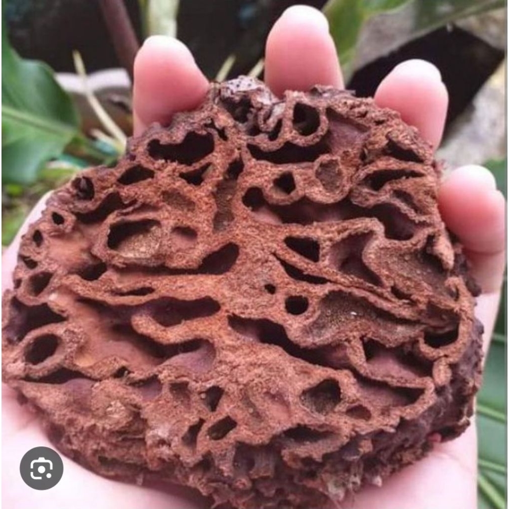 Jual sarang semut papua original 100% kering (raja satong) | Shopee ...