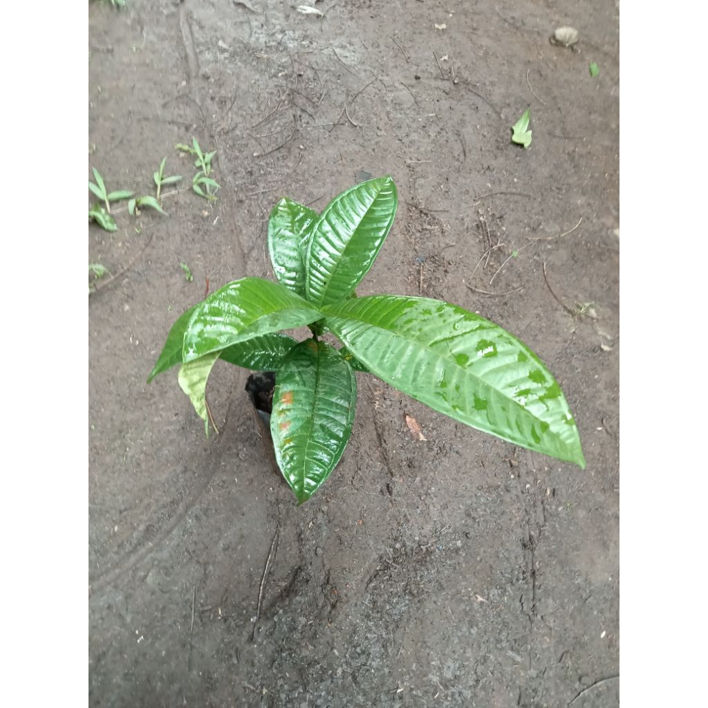 Jual Bibit Buah Kupa - Tanaman Pohon Gowok - Buah Kaliasem Pasui ...