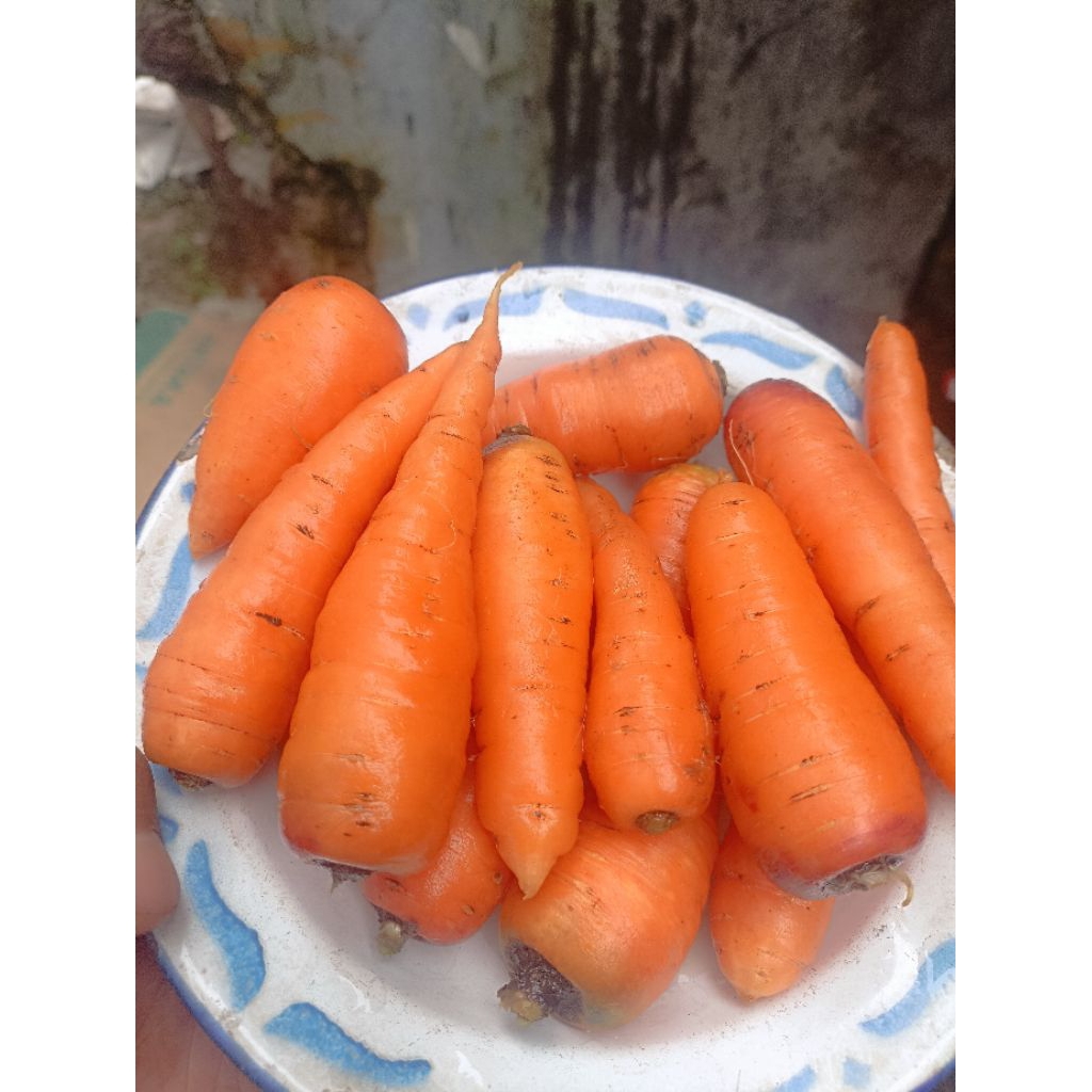 Jual WORTEL MINI UKURAN 3-8cm 1kg TANI INDONESIA | Shopee Indonesia