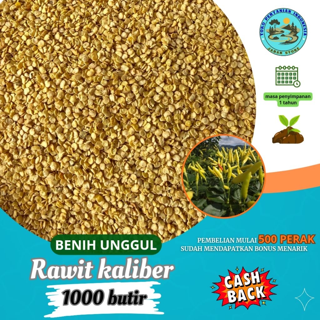 Jual ( 1000 butir ) Benih Cabe Rawit Kaliber kualitas unggul >Bisa ...