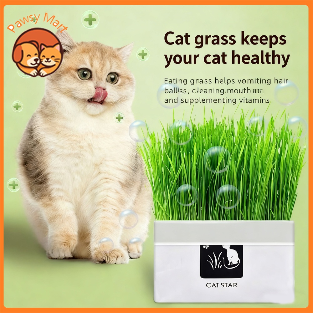 Jual PawsyMart Rumput Kucing Paket Tumbuh Benih Gandum Premium Cat ...