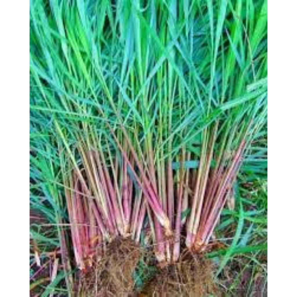 Jual Pohon sereh wangi sereh merah 1 kg | Shopee Indonesia