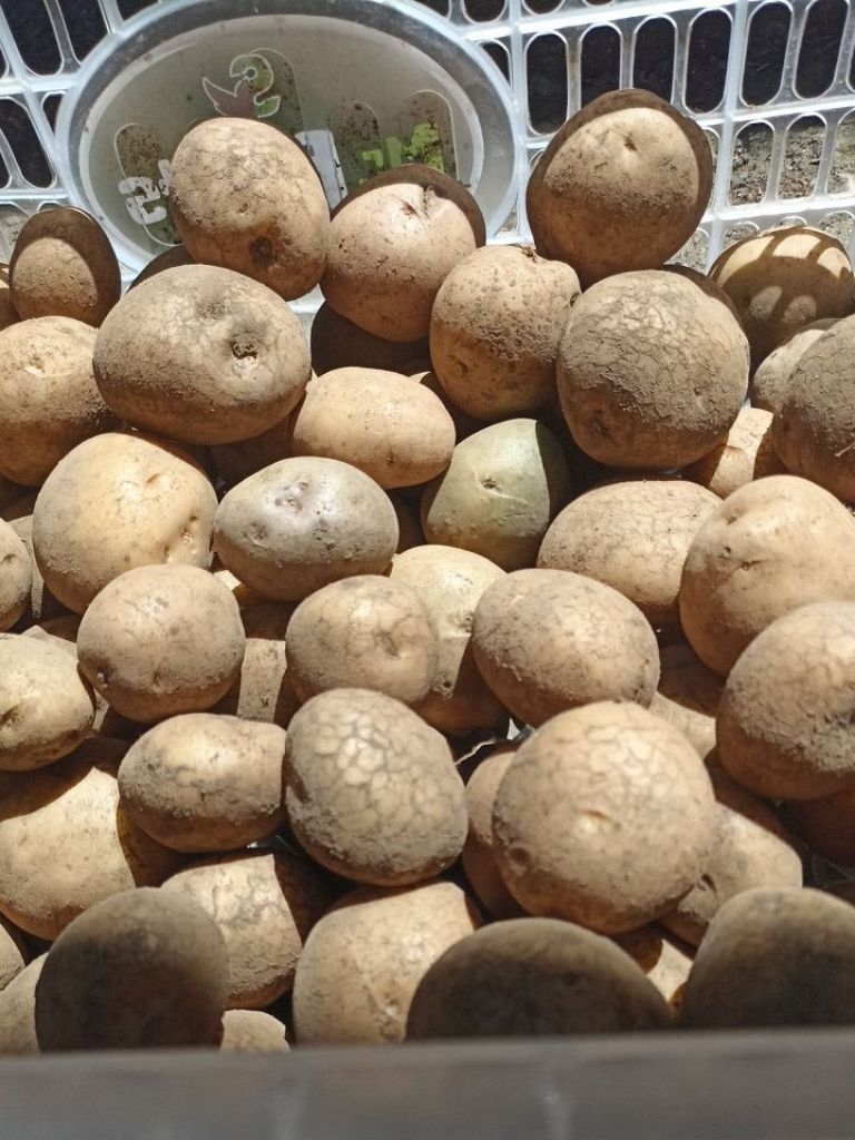 Jual KENTANG DIENG ASLI fresh ukuran siomay | Shopee Indonesia