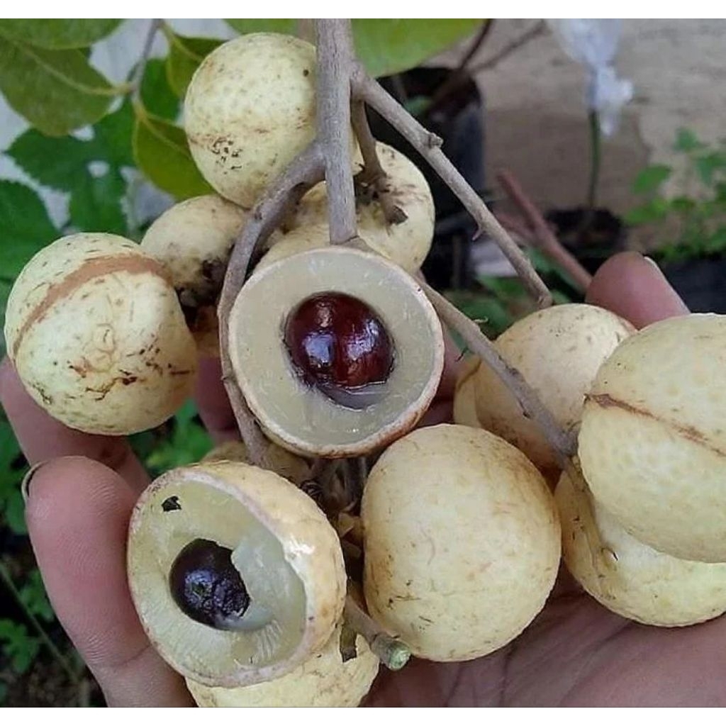 Jual Tanaman Buah Kelengkeng Matalada / Kelengkeng Hawae / Pepper Eye ...