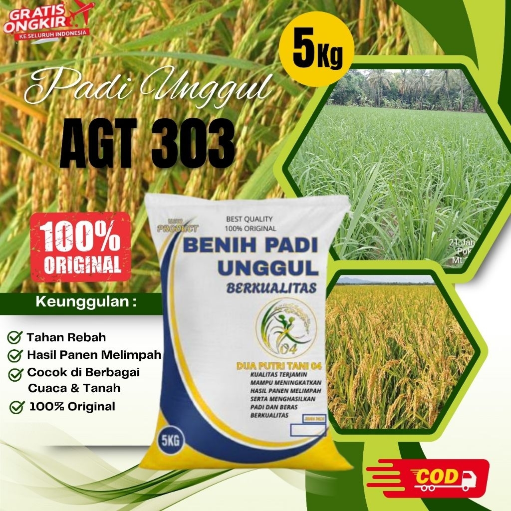 Jual benih PADI AGT 303 padi unggul berkualitas tinggi kemasan 5 kg ...