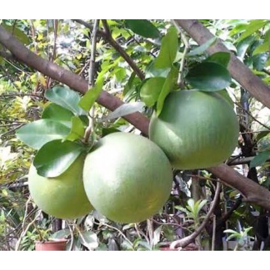 Jual jeruk bali mini/pamelo madu hijau/harga satuan | Shopee Indonesia