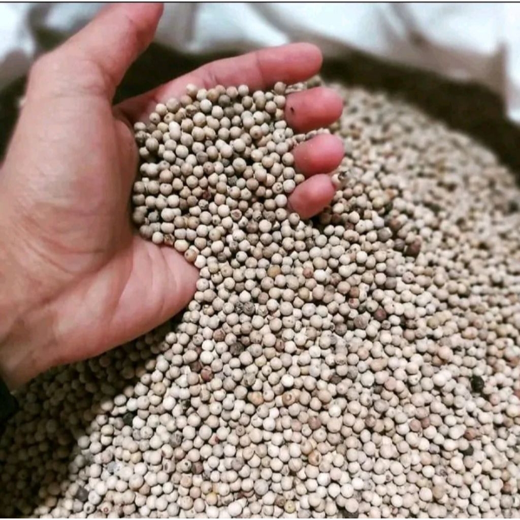 Jual Lada Butir putih 1 kg asli Merica butir | Shopee Indonesia
