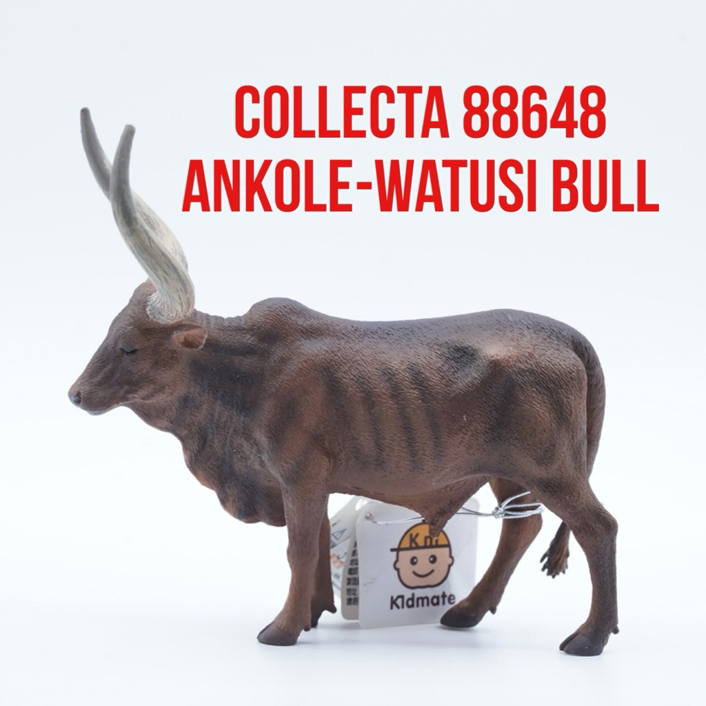 Jual Collecta 88648 Ankole Watusi Cow Africa Ancoravatusi Sapi Tanduk ...