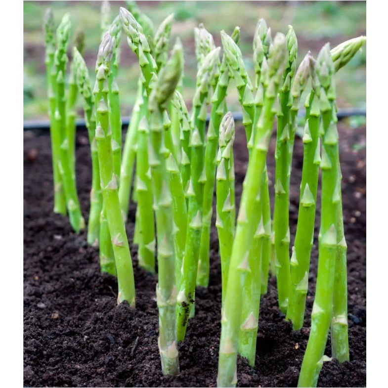 Jual ( 5 Biji ) Benih Asparagus Green UC-157 Import Varietas Hijau F1 ...