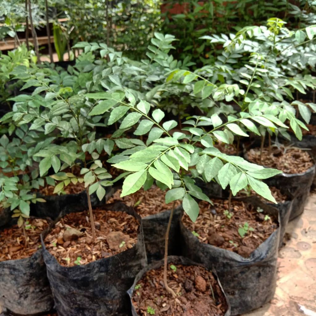 Jual pohon salam koja / tanaman hias salam koja | Shopee Indonesia
