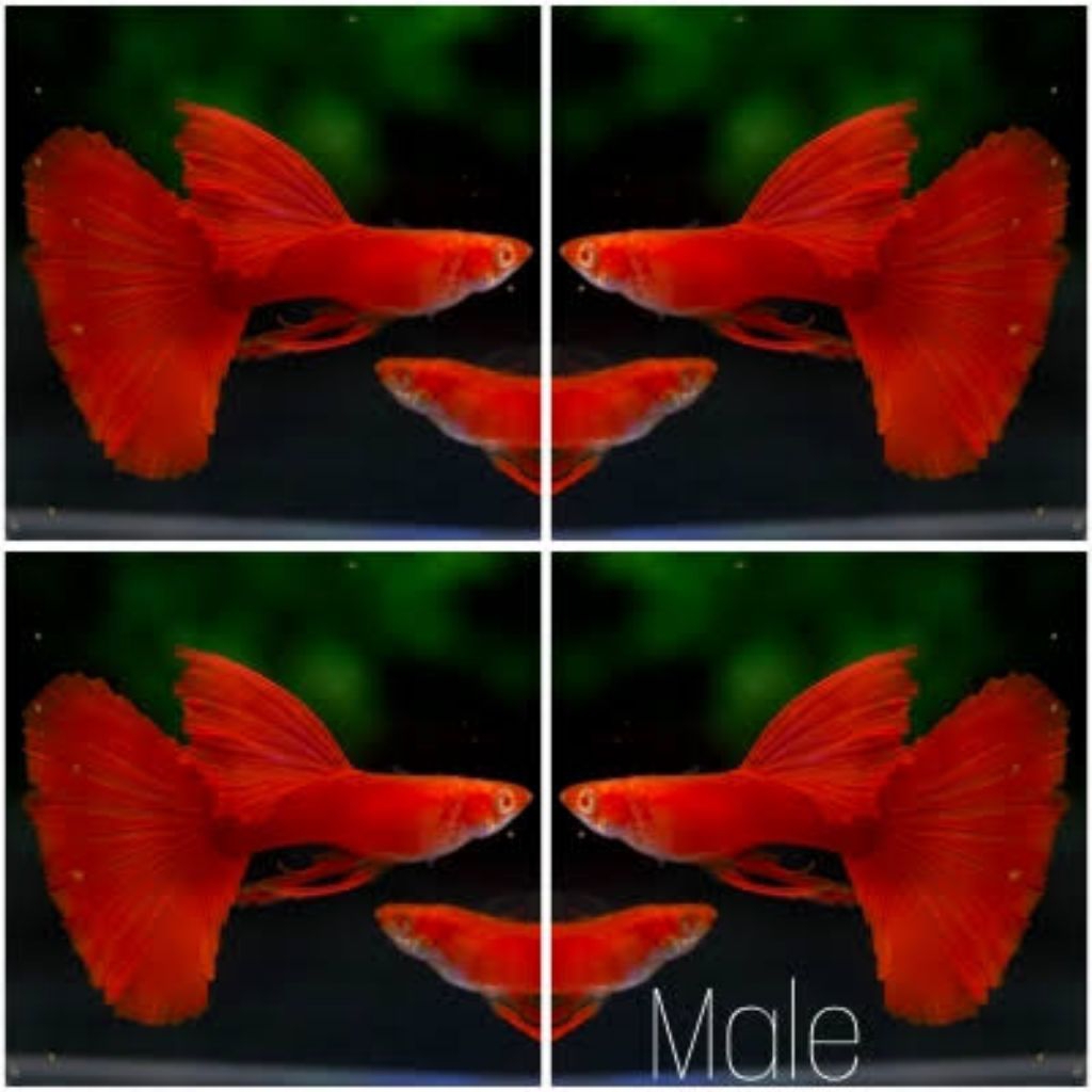 Jual ( Ikn Guppy hiasan ) ( AFR BIG DORSAL ) | Shopee Indonesia
