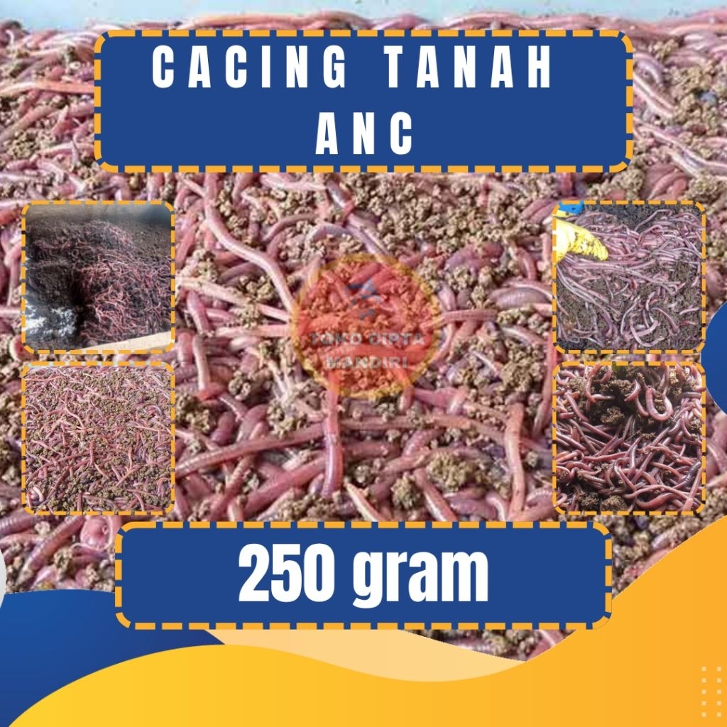 Jual cacing tanah anc 250 gram cacing pakan ikan cacing tanah cacing ...