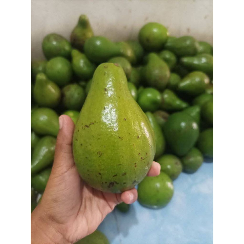 Jual alpukat mentega super 1kg murah alpukat mentah | Shopee Indonesia