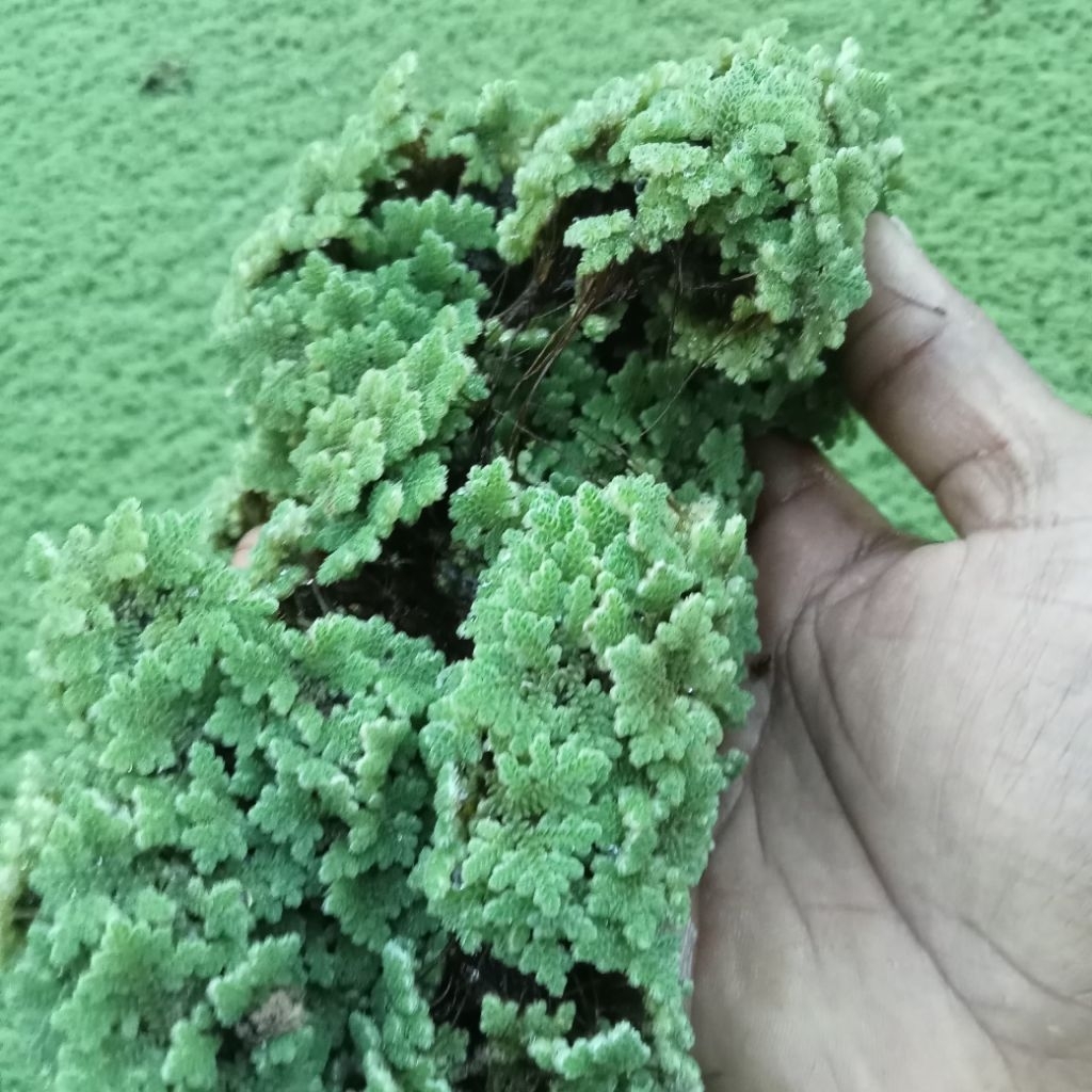 Jual bibit azolla microphylla dapat dibudidayakan sangat cepatt (1/2 kg ...
